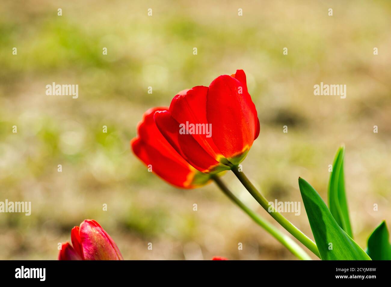 Simplicity growing hi-res stock photography and images - Alamy