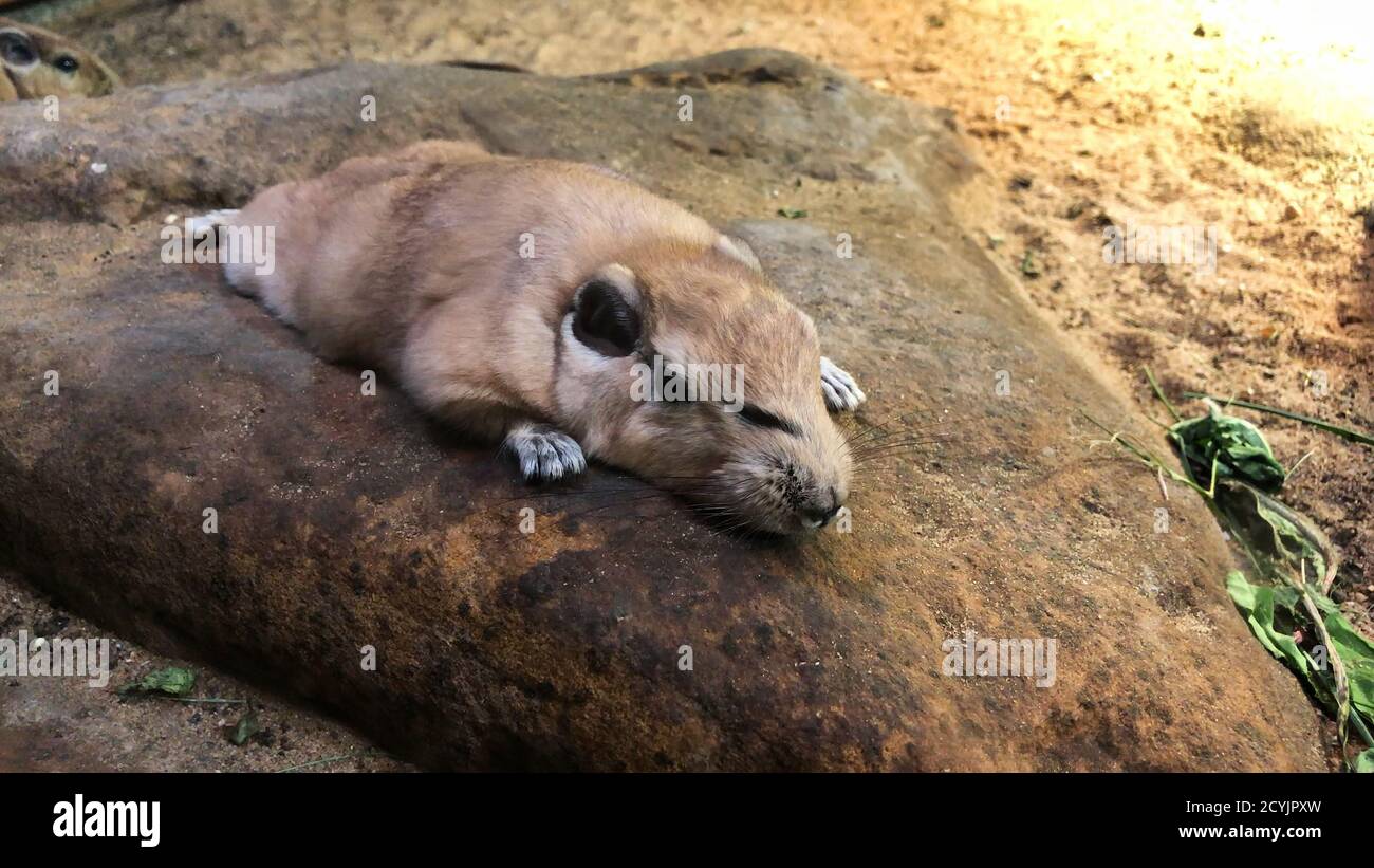 Rock sweet cut out hi-res stock photography and images - Alamy