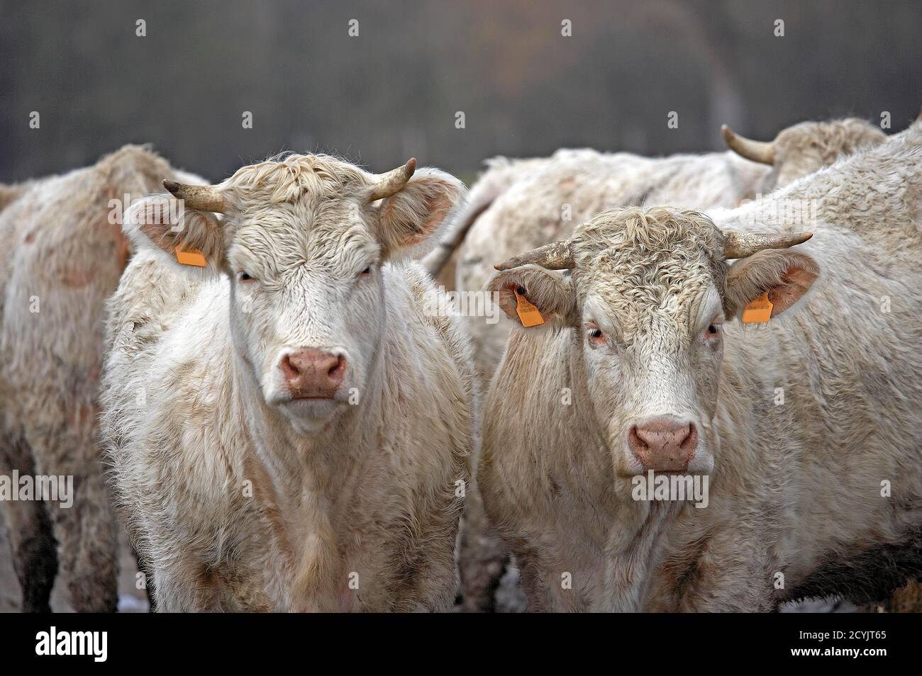 Charolais Domestic Cattle in Normandy Stock Photo - Alamy