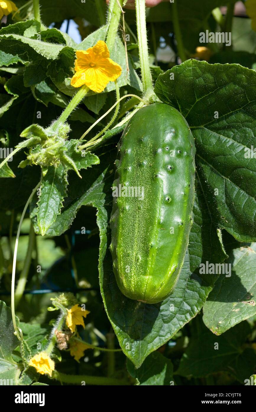 Gherkin or Pickle, cucumis sativus, Vegetable Garden in Normandy Stock ...
