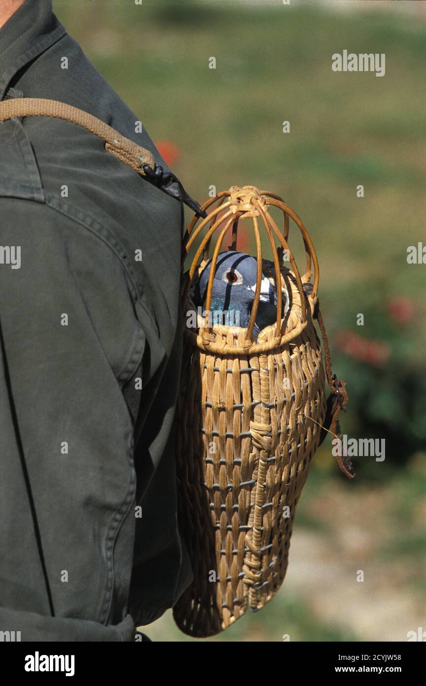 Carrier bird training hi-res stock photography and images - Alamy
