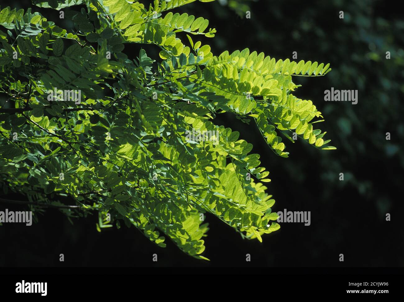 Branch of Acacia Tree in Normandy Stock Photo - Alamy