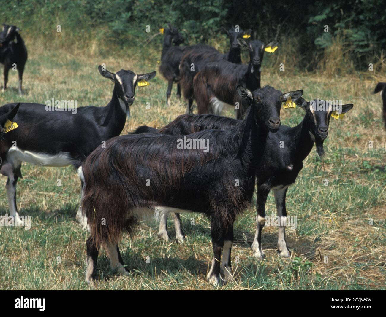 Poitevine goat hi-res stock photography and images - Alamy