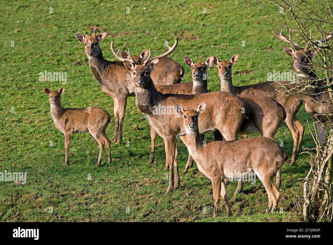 Cervus eldii eldii hi-res stock photography and images - Alamy