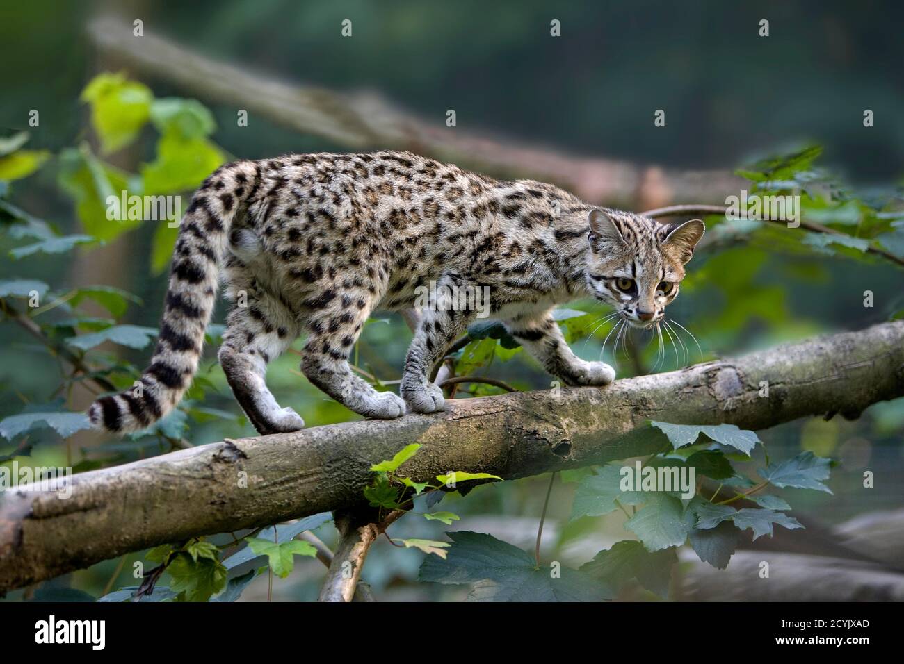 Oncilla leopardus tigrinus hi-res stock photography and images - Alamy