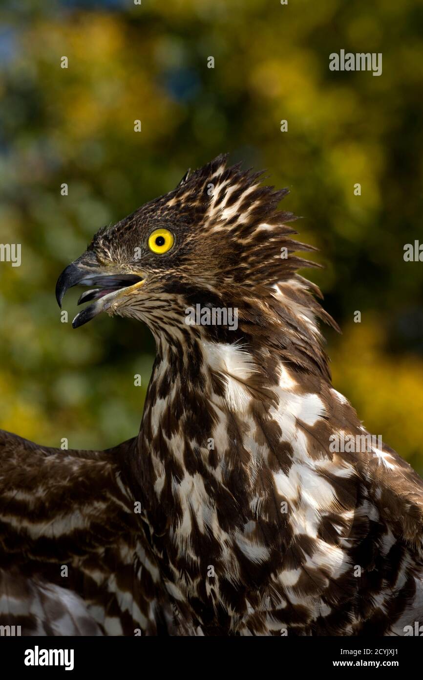 Honey buzzard face hi-res stock photography and images - Alamy