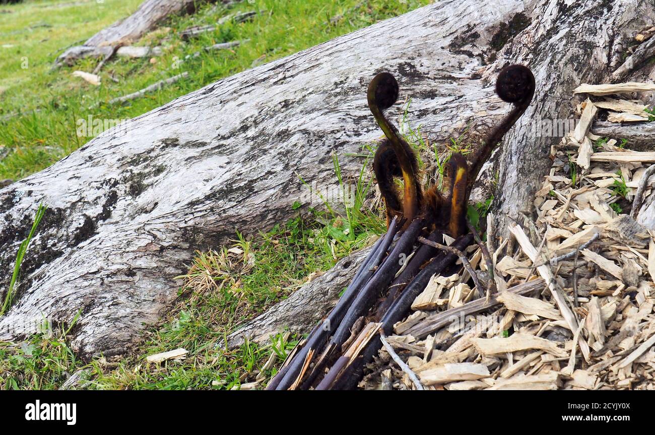 A ponga fern trunk, cut and used in landscaping to stabilise a step on ...