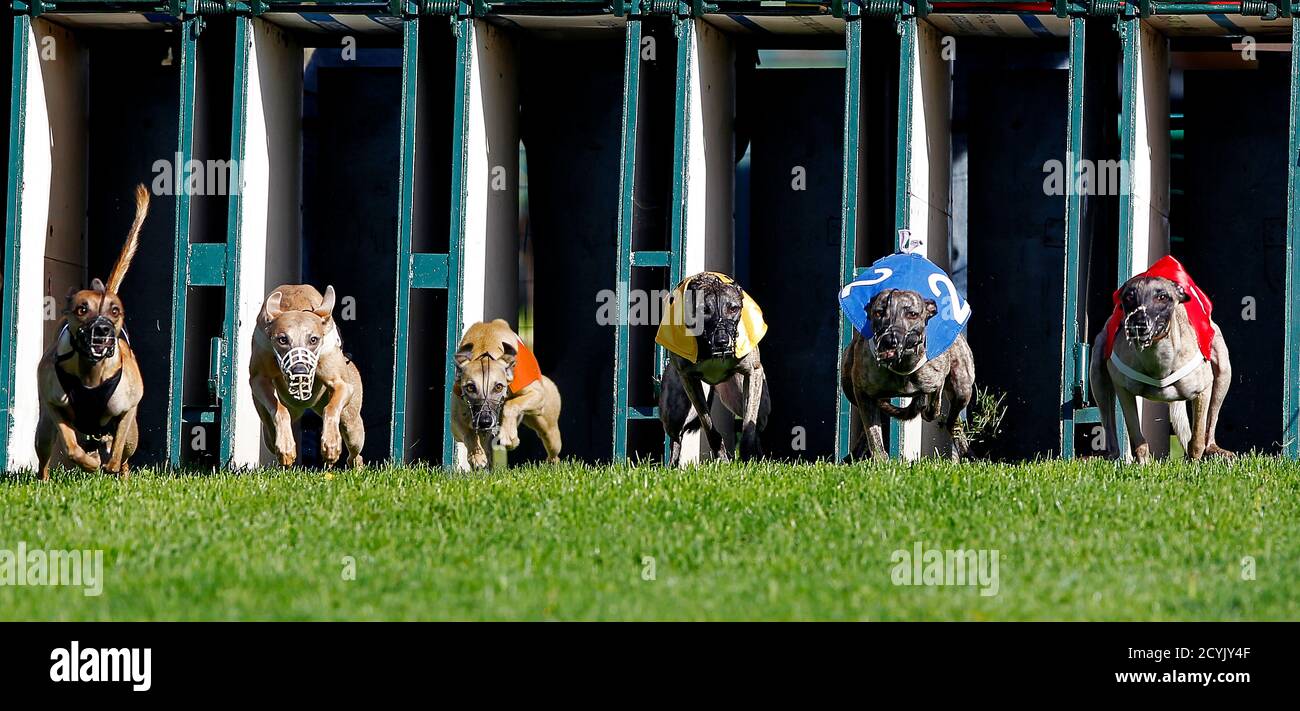 Whippet Dogs running, Racing at Track Stock Photo - Alamy