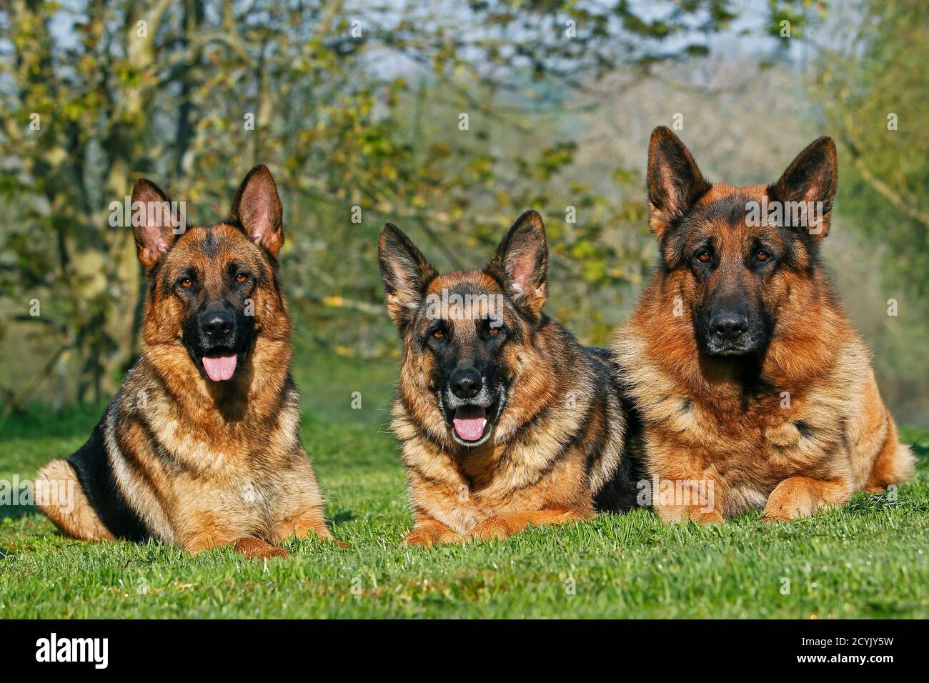 German Shepherd Dog, Adults laying on Grass Stock Photo - Alamy