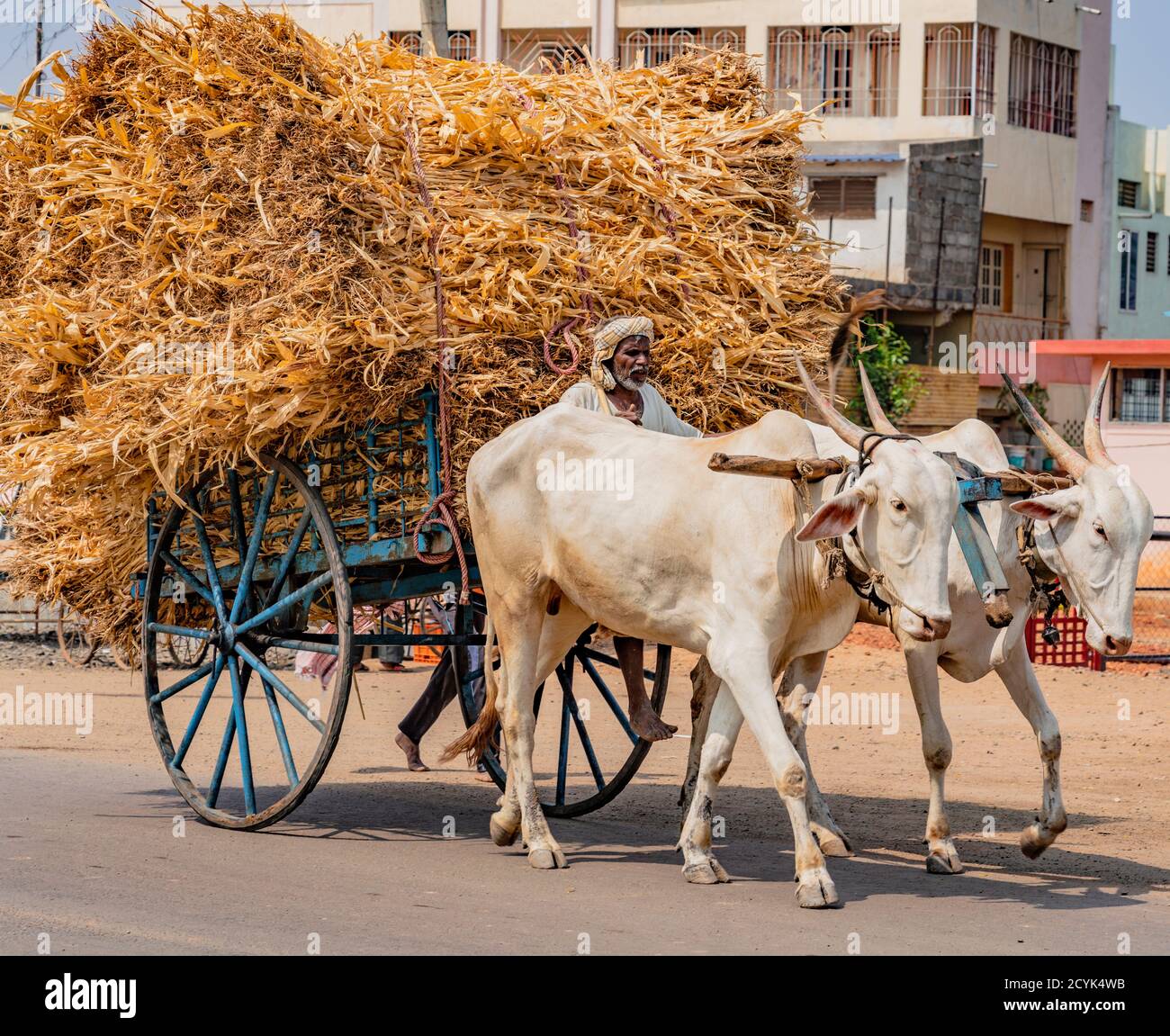 Animal for load carry hi-res stock photography and images - Alamy