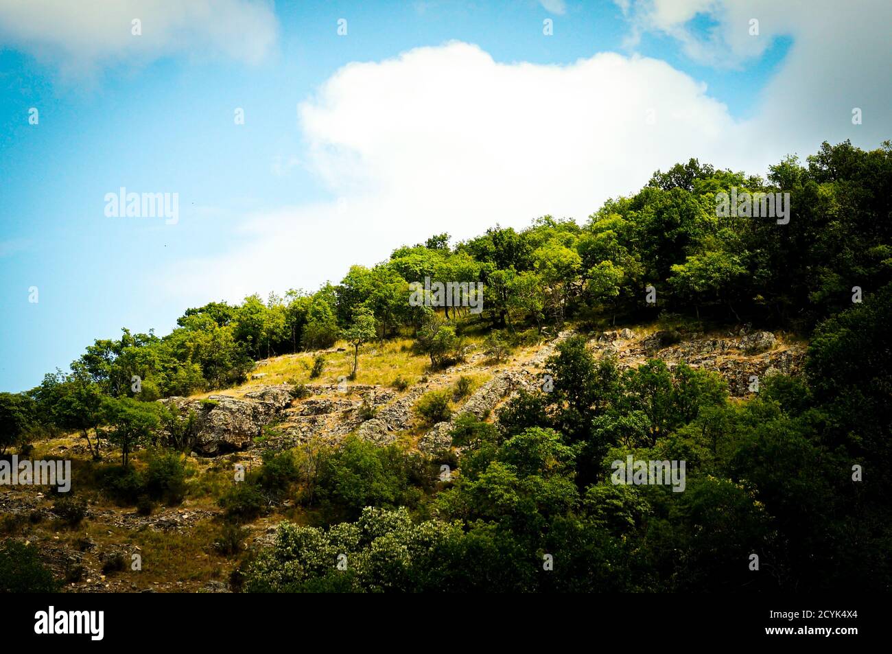 Low angle shot of a tree-covered hill under the blue sky Stock Photo ...