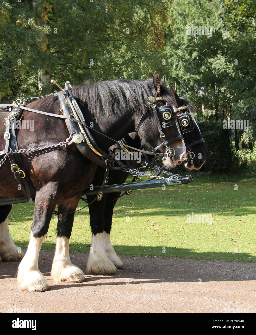 Presentation horses carriage animal hi-res stock photography and images ...
