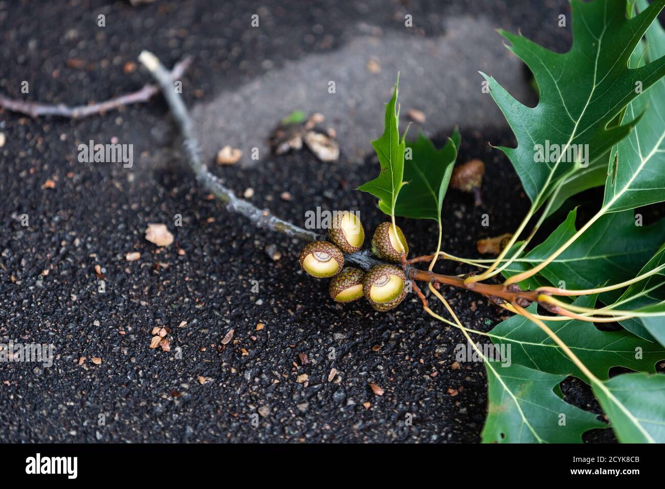 Oak branch with leaves and acorns Stock Photo - Alamy
