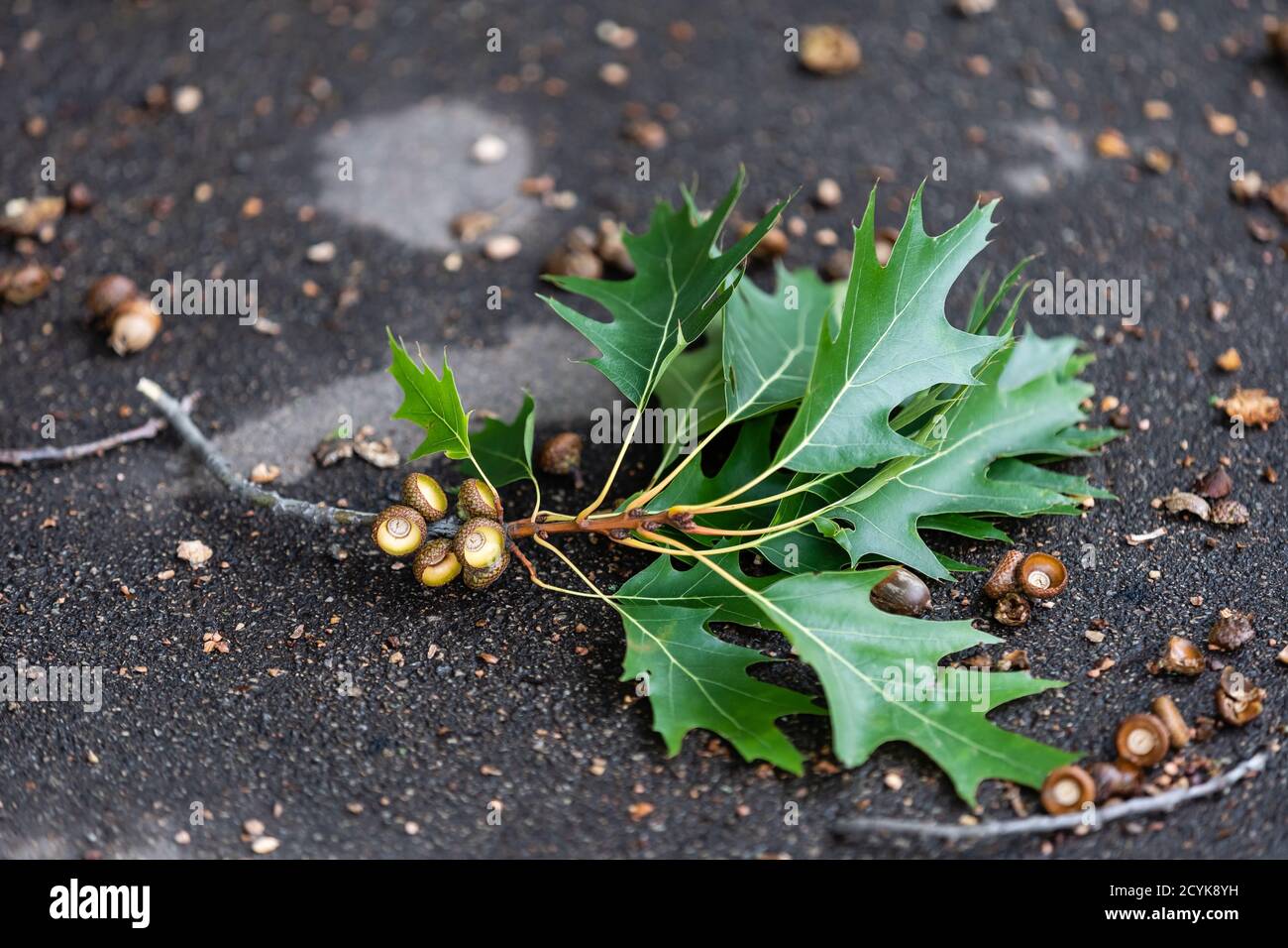 Oak branch with leaves and acorns Stock Photo - Alamy
