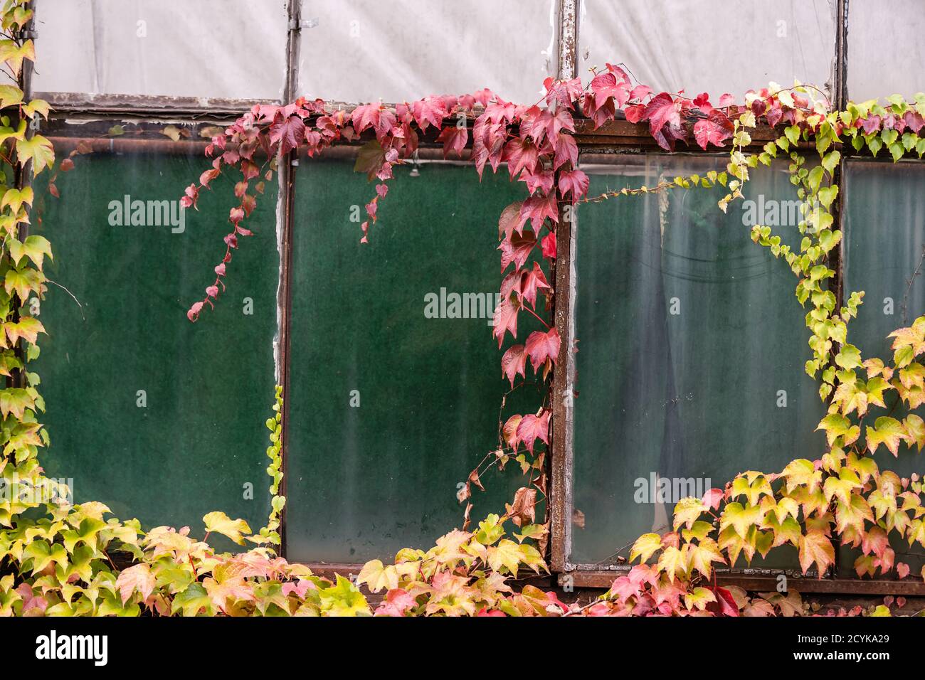 climbing plants on the building Stock Photo - Alamy
