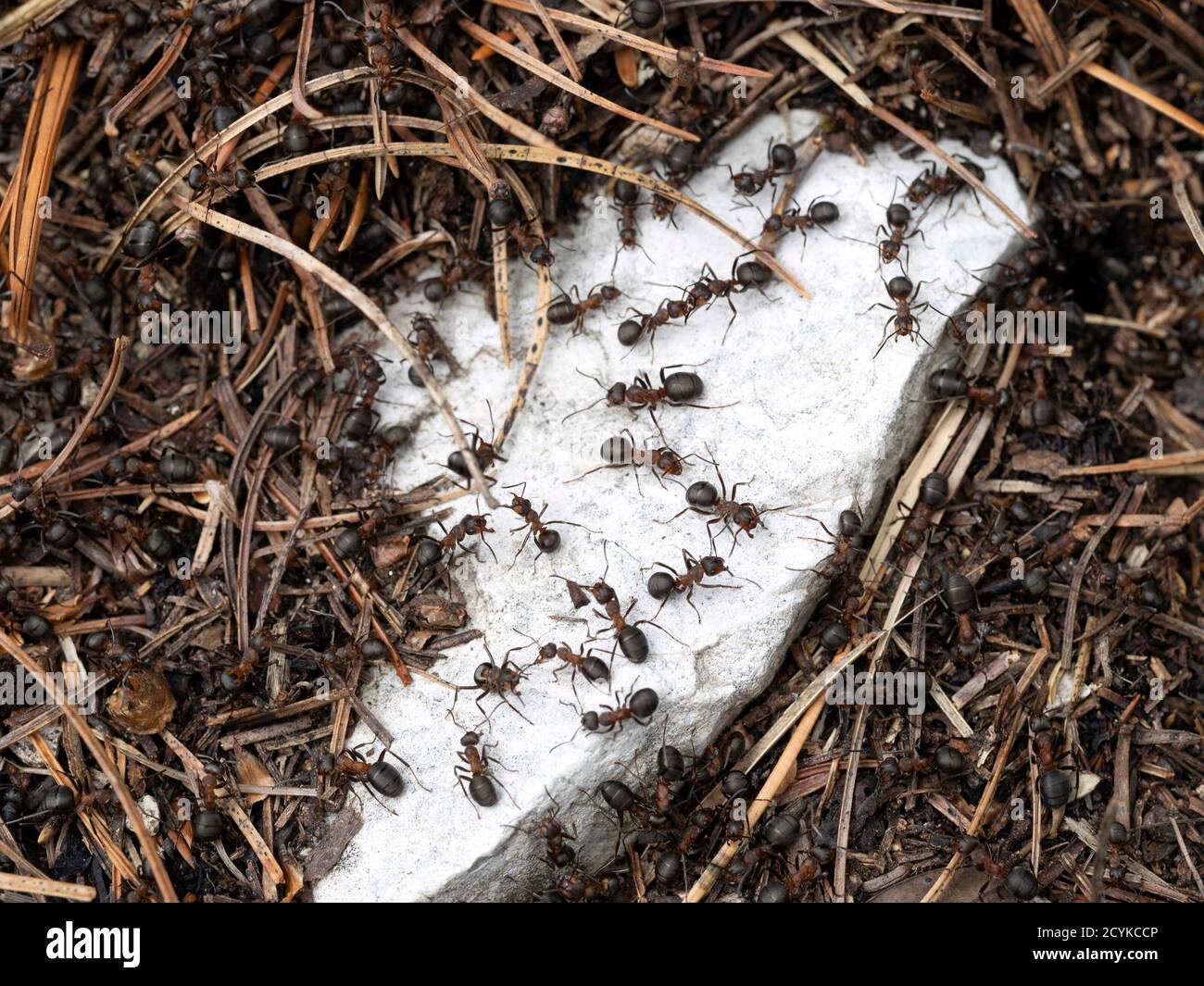 Red ants on white stone anthill in dolomites mountains Stock Photo - Alamy