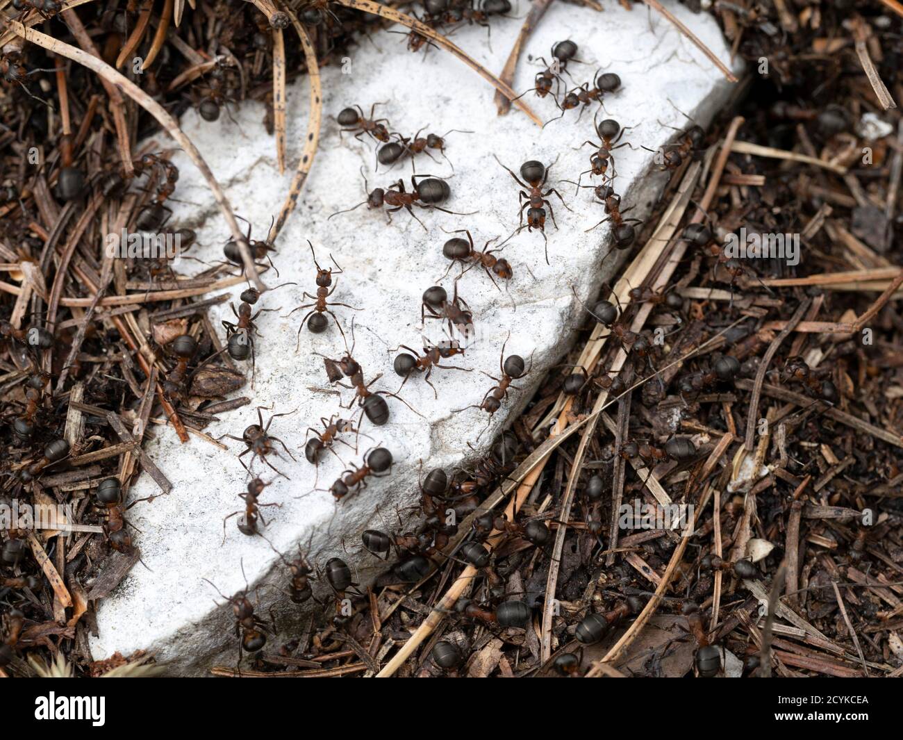 Red ants on white stone anthill in dolomites mountains Stock Photo - Alamy