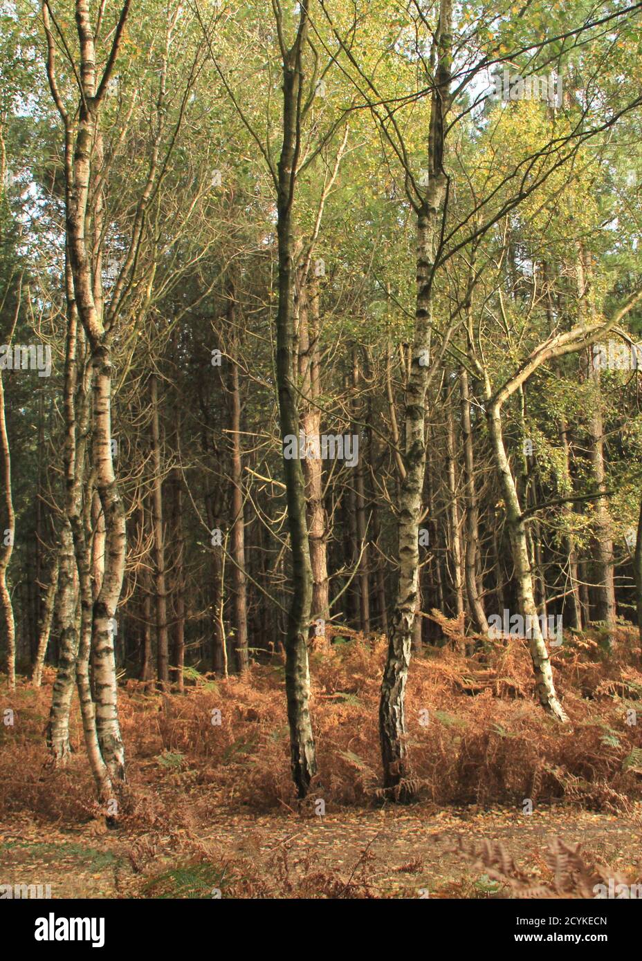 Rendlesham forest hi-res stock photography and images - Alamy