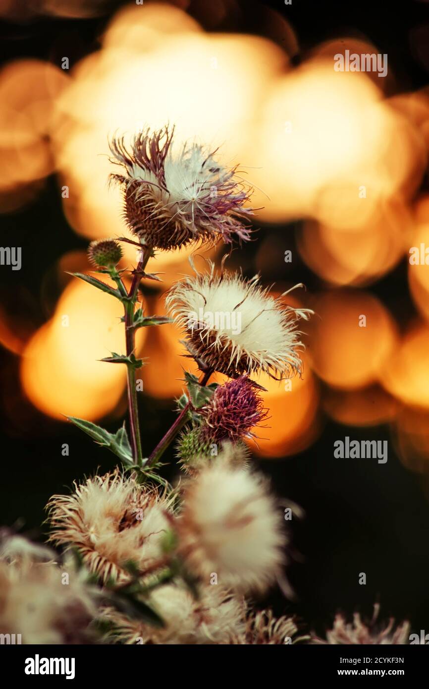 Russian thistle plant hi-res stock photography and images - Alamy