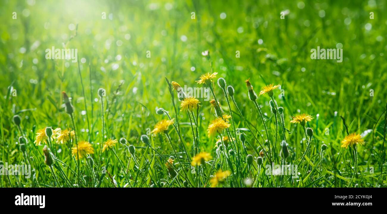 Spring background with beautiful yellow flowers Stock Photo - Alamy