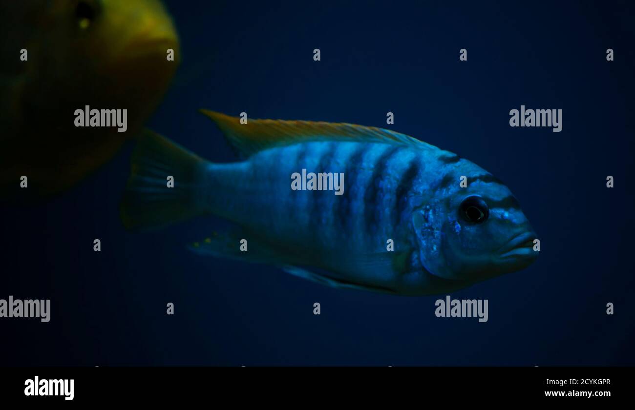 Blue aquarium fish close-up in water on a blue background Stock Photo ...