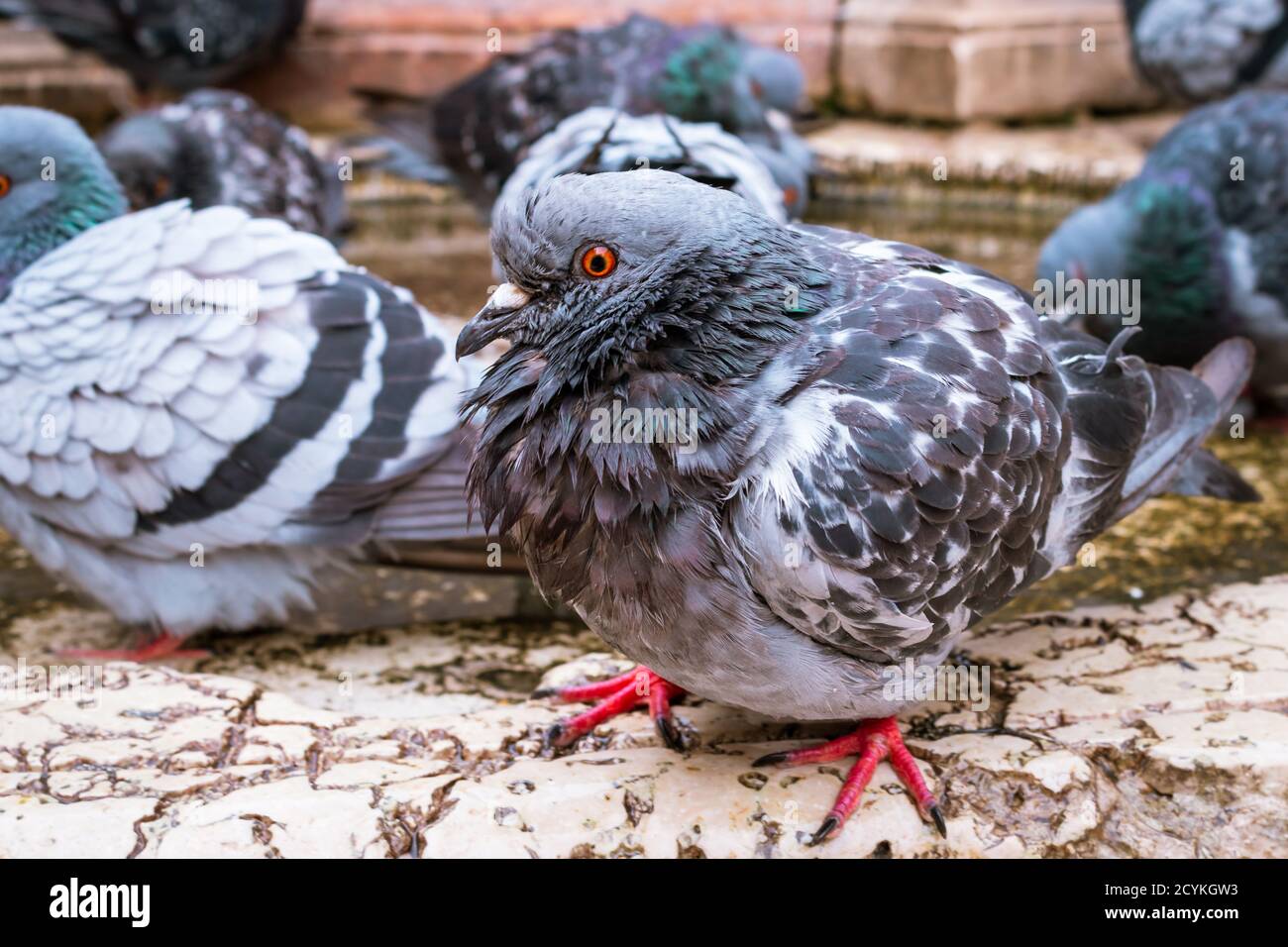 Common grey Rock Pigeons (Common pigeon) resting, Venice, Italy, Europe ...