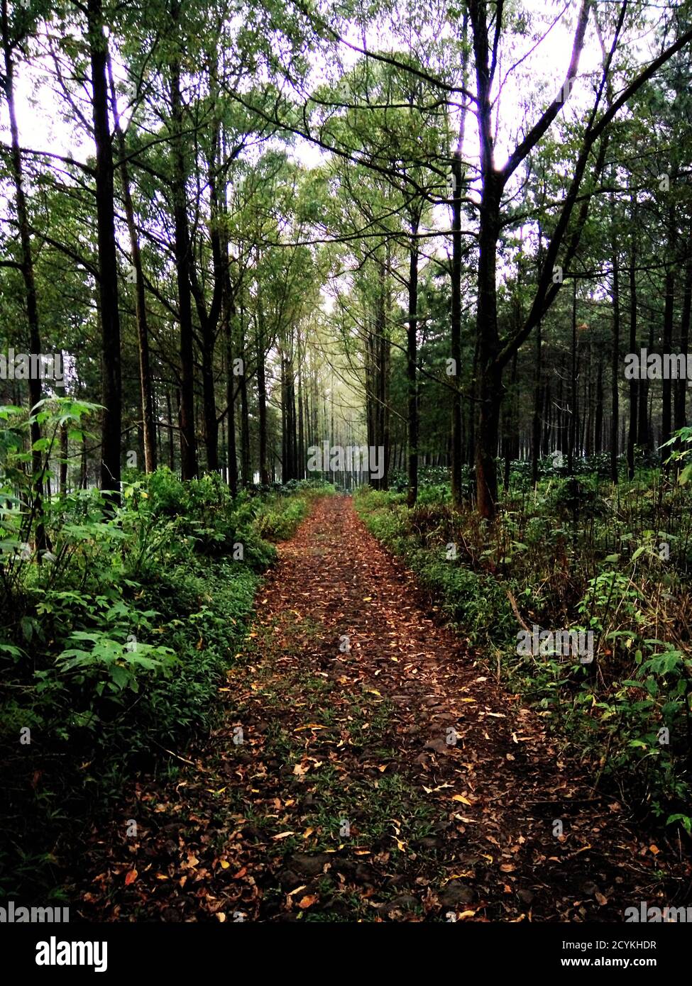 One Long Path In The Middle Of Forest Stock Photo - Alamy