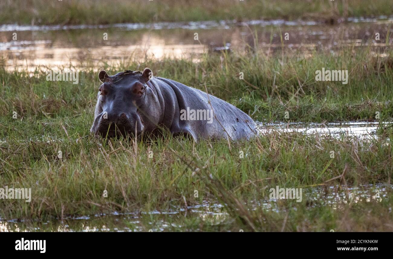 A hippo looks at the photographer as takes a break from eating in the ...