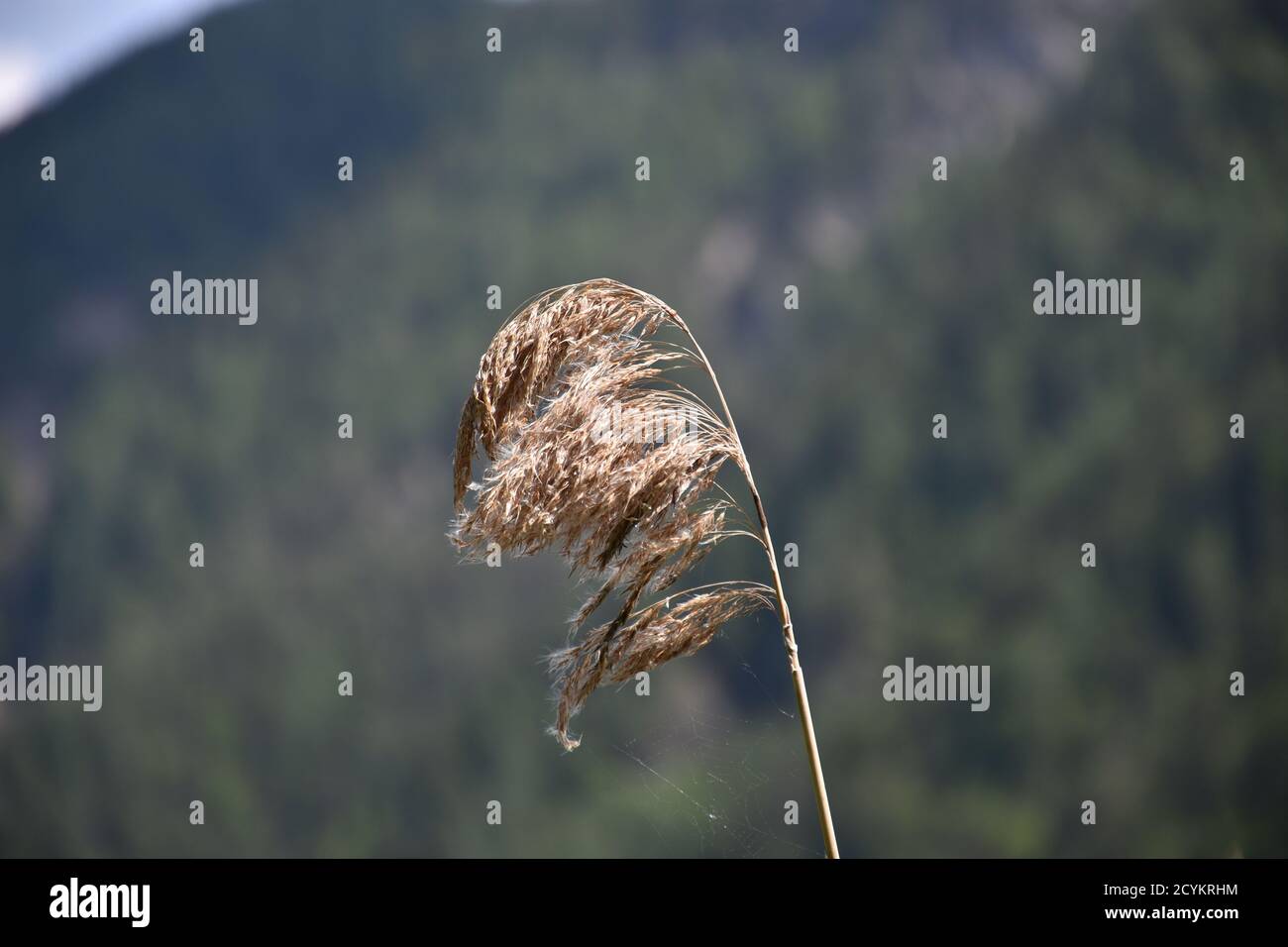 Schilf, Schilfgras, Phragmites australis, Schilfrohr, Ufer, gewässer ...