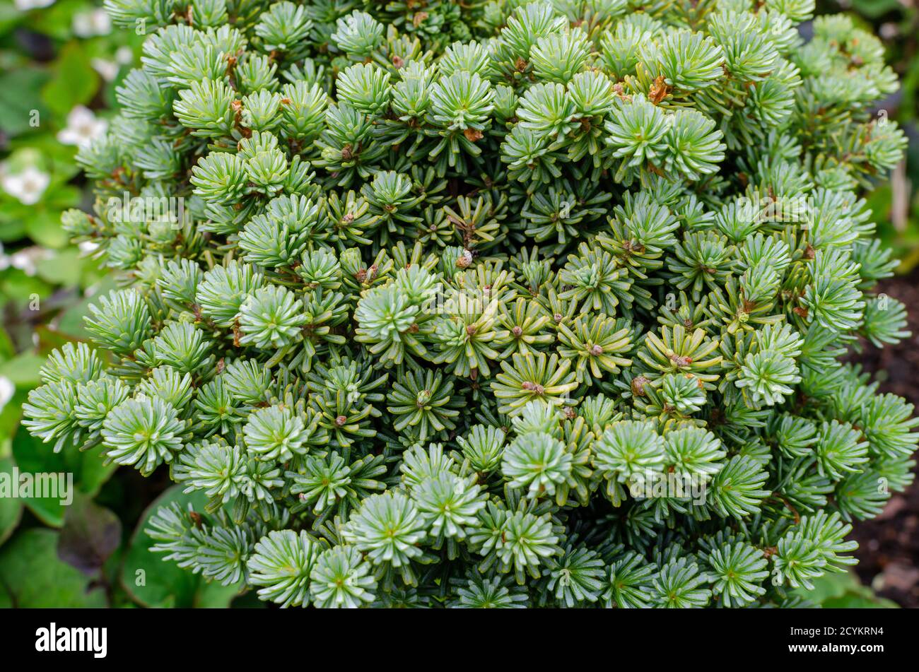 Dwarf Korean fir - Abies koreana "Blauer Eskimo Stock Photo - Alamy