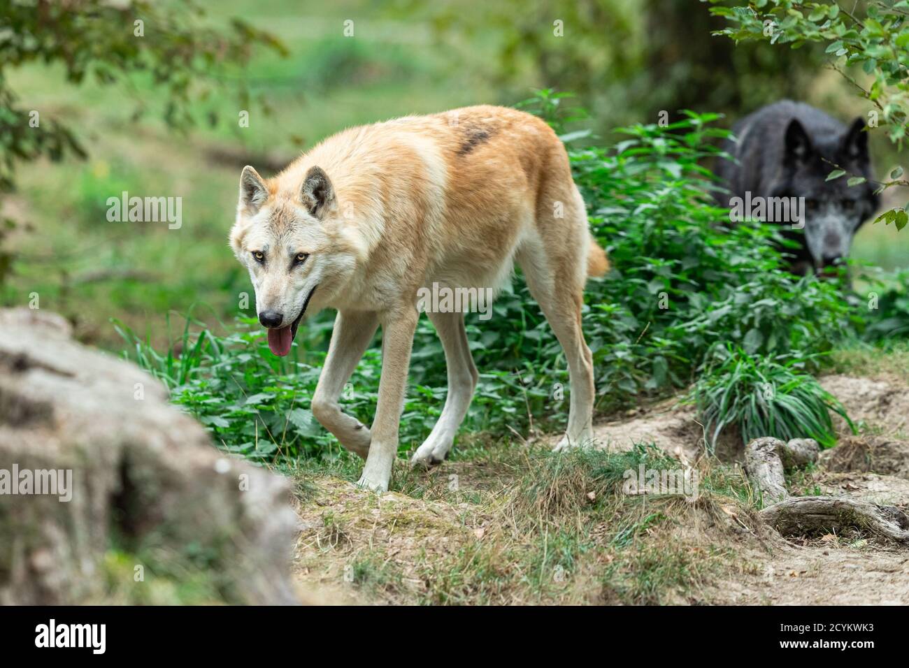 Black wolf in the forest Stock Photo - Alamy