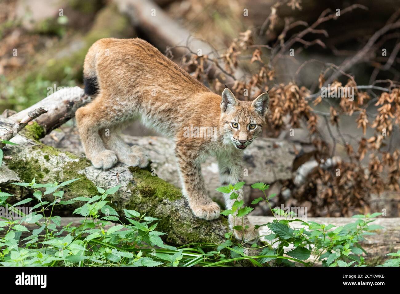 Lynx walking in the forest Stock Photo - Alamy