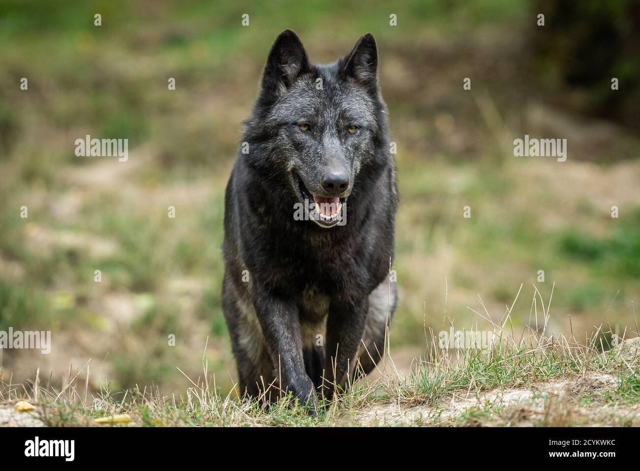 Black wolf in the forest Stock Photo - Alamy
