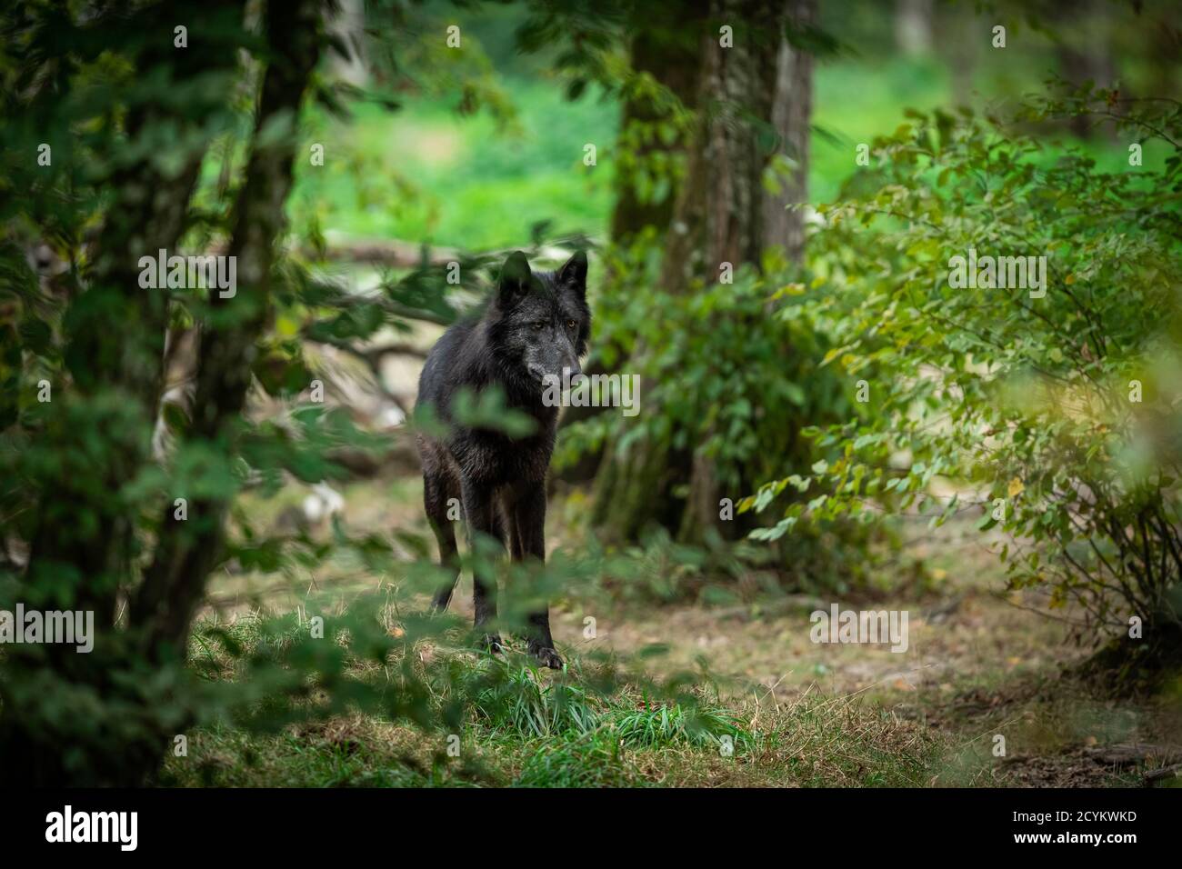 Black wolf in the forest Stock Photo - Alamy