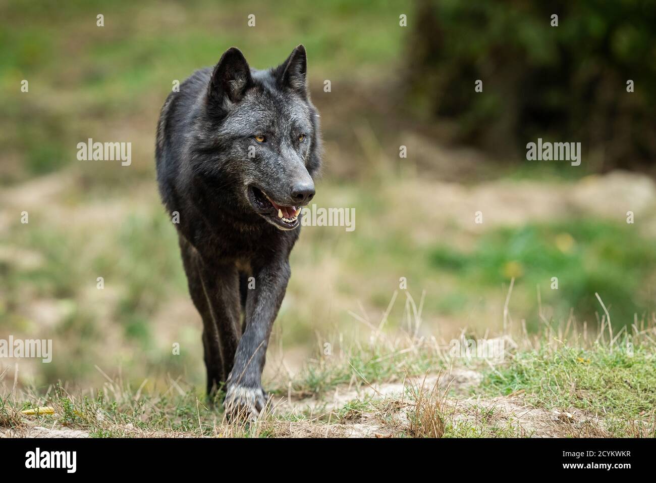 Black wolf in the forest Stock Photo - Alamy