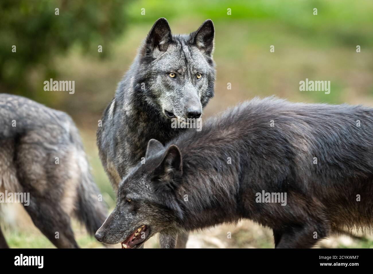 Black wolf in the forest Stock Photo - Alamy