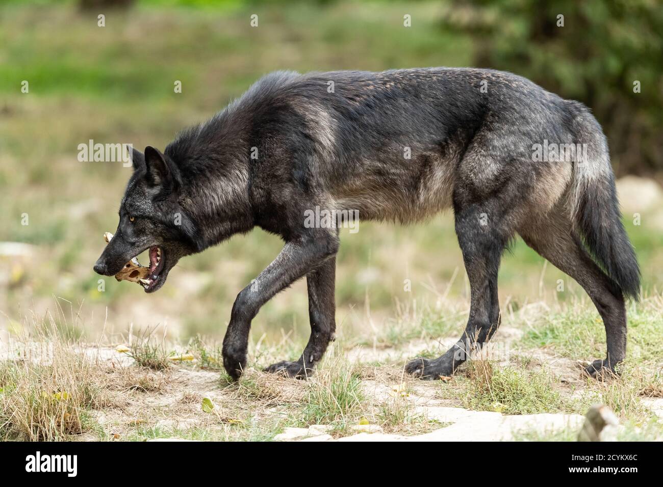 Black wolf in the forest Stock Photo - Alamy