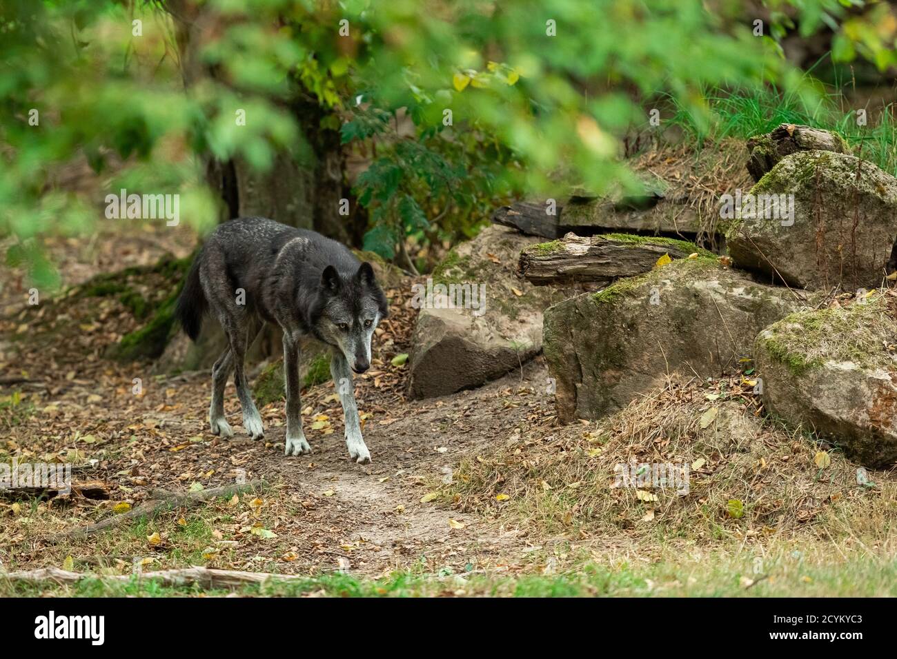 Black wolf in the forest Stock Photo - Alamy