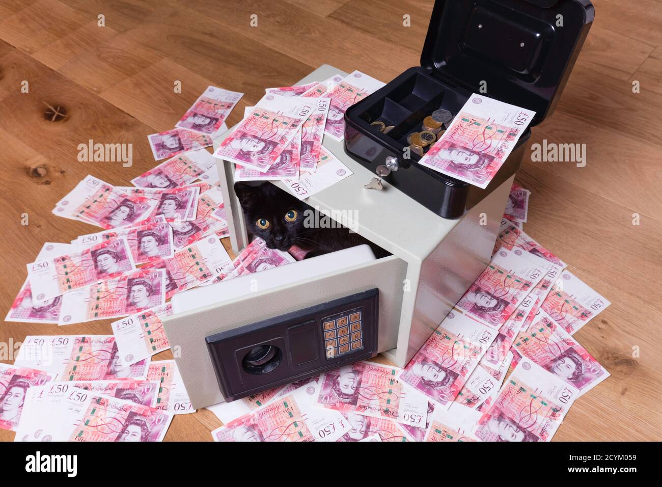 Black cat guarding his personal fortune of £50 banknotes Stock Photo ...
