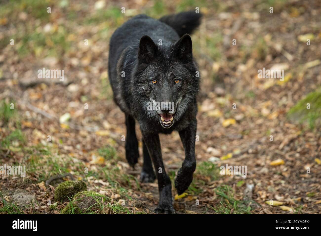 Black wolf in the forest Stock Photo - Alamy