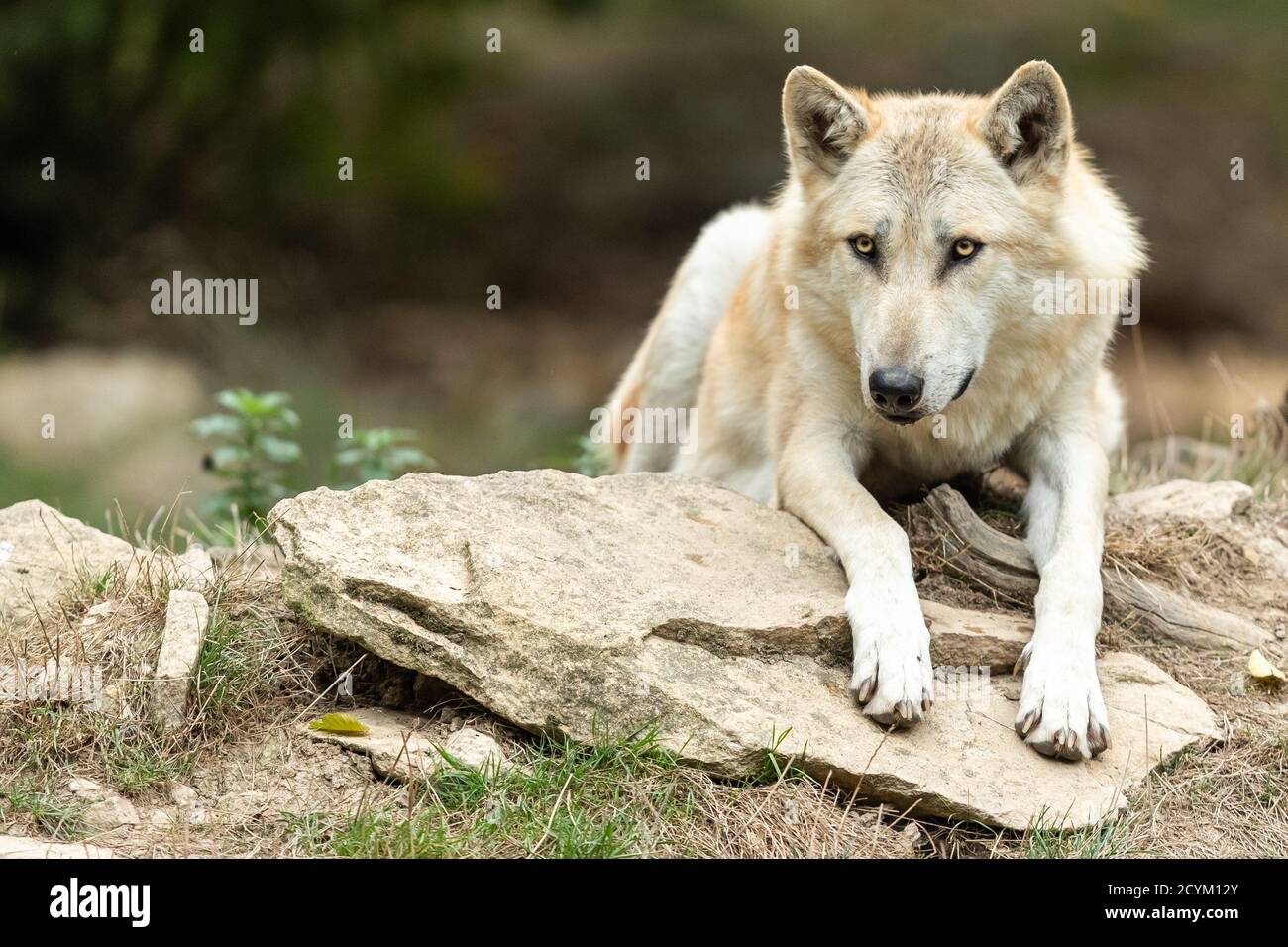 Black wolf in the forest Stock Photo - Alamy