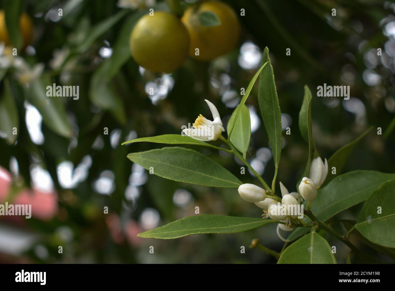 A mandarin flower or bud with a mandarin in the background showing the ...