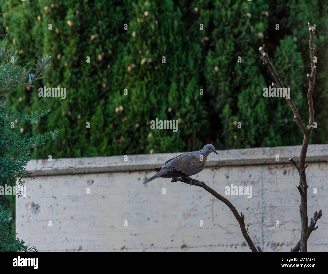 Dove resting on a tree branch Stock Photo - Alamy