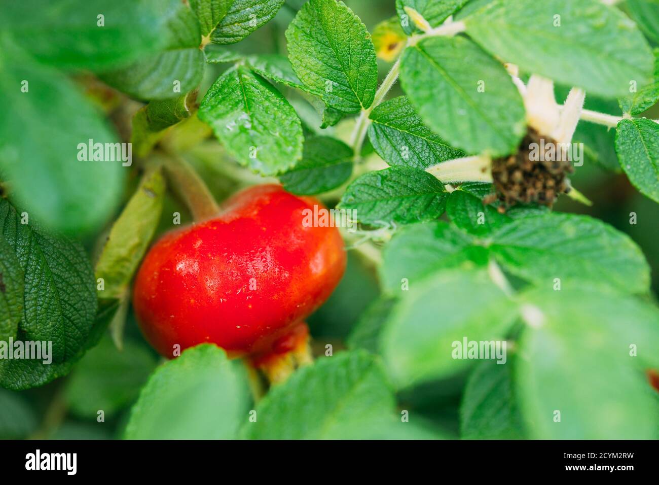 Red Rose Hip Or Rosehip, Also Called Rose Haw And Rose Hep, Is ...