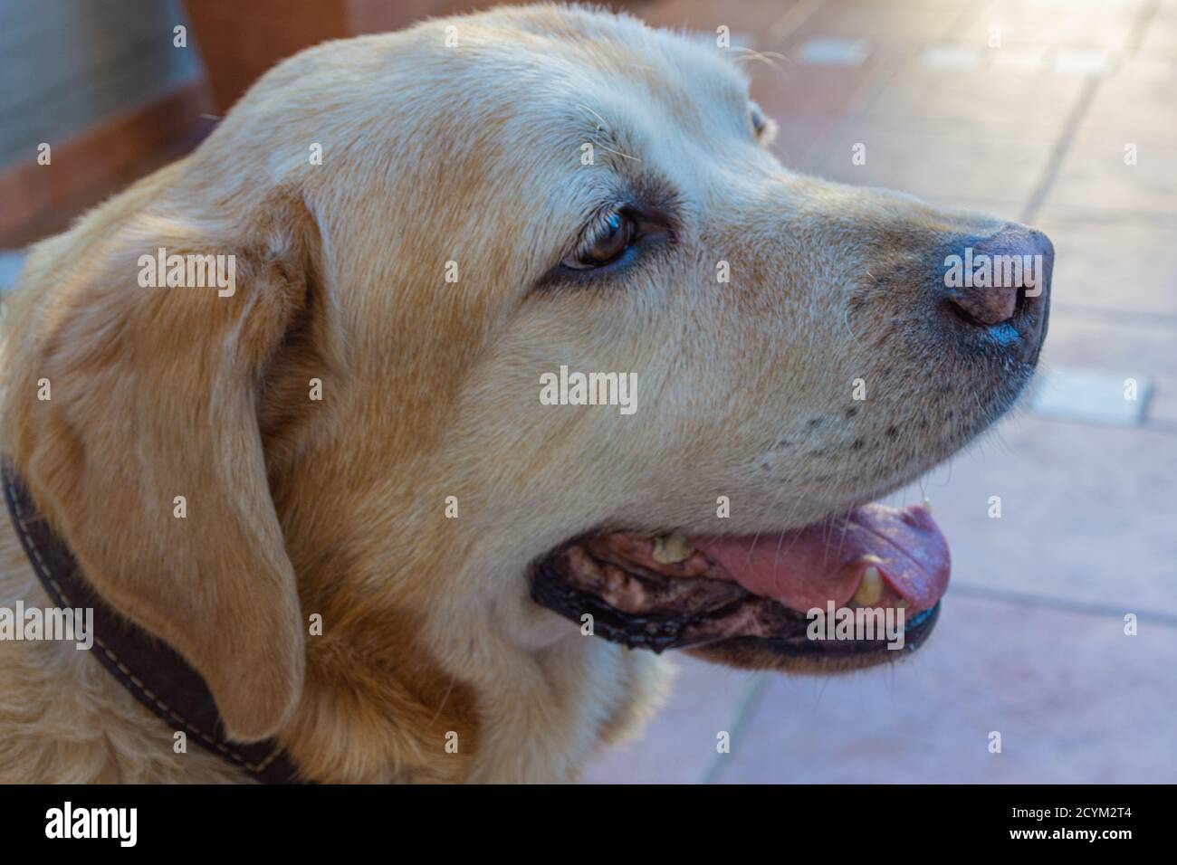Labrador dog head in profile Stock Photo - Alamy