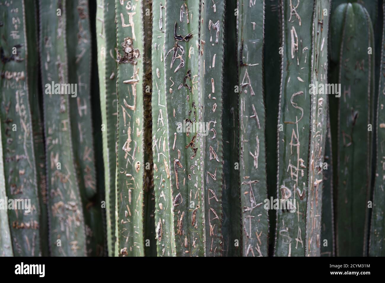 carved signatures in cactea in Jardin Majorelle morroco Stock Photo - Alamy