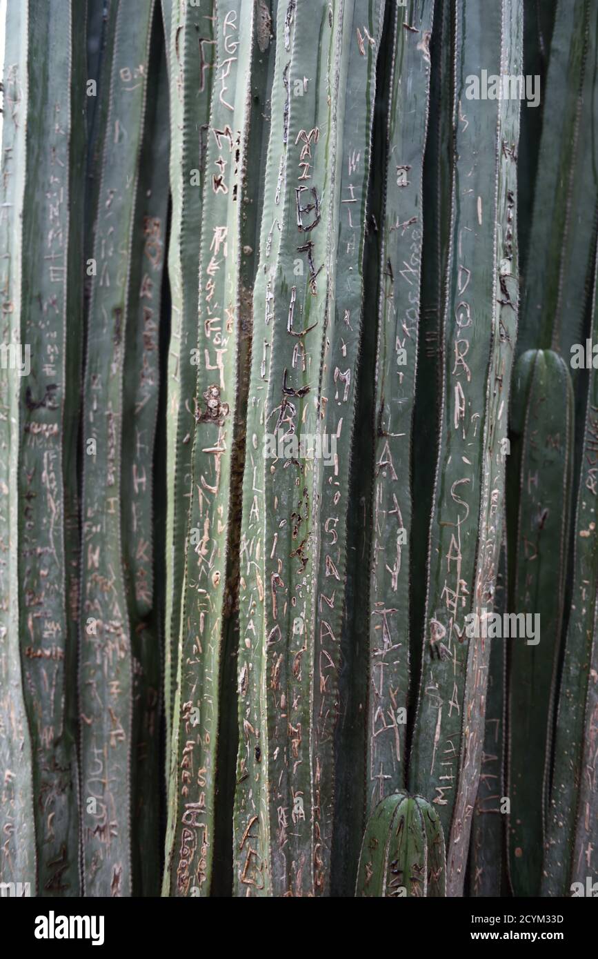 carved signatures in cactea in Jardin Majorelle morroco Stock Photo - Alamy