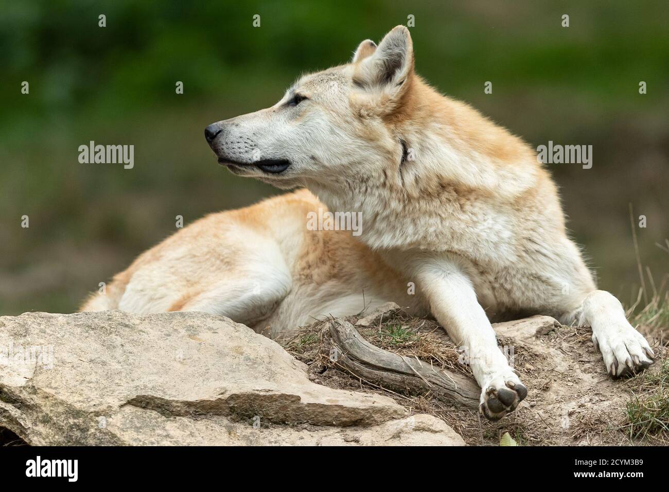 Black wolf in the forest Stock Photo - Alamy