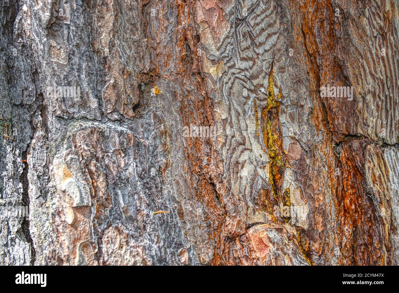 Stamm, Baumstamm, Rinde, Struktur, Moos, vermoost, Baumrinde, Wald ...