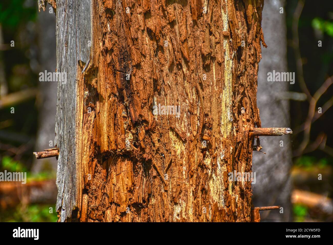 Struktur der baumrinde hi-res stock photography and images - Alamy